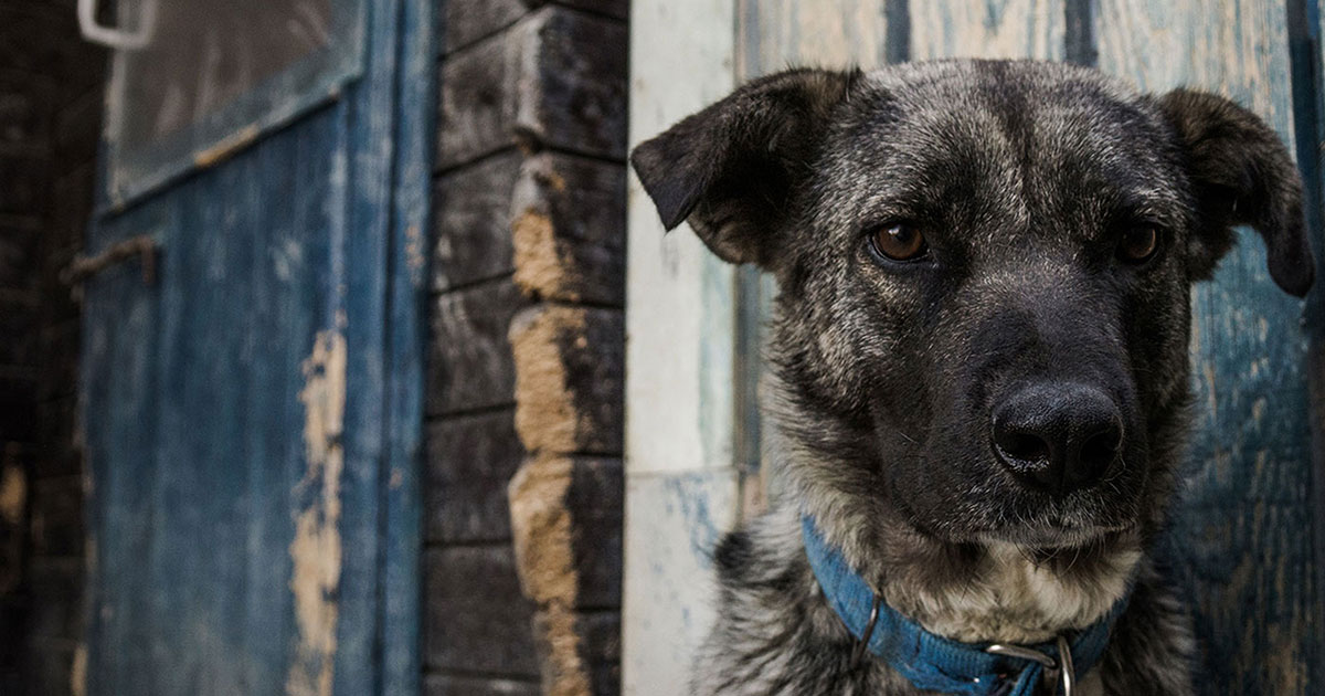 Home - Animal Pard Net